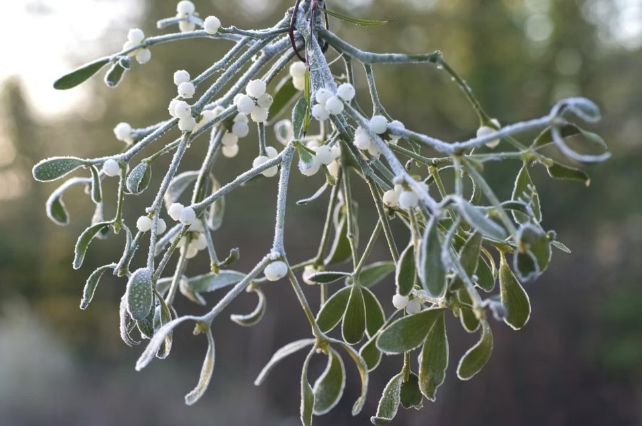 Poem: "An Ode To Mistletoe" – Becca Stevens